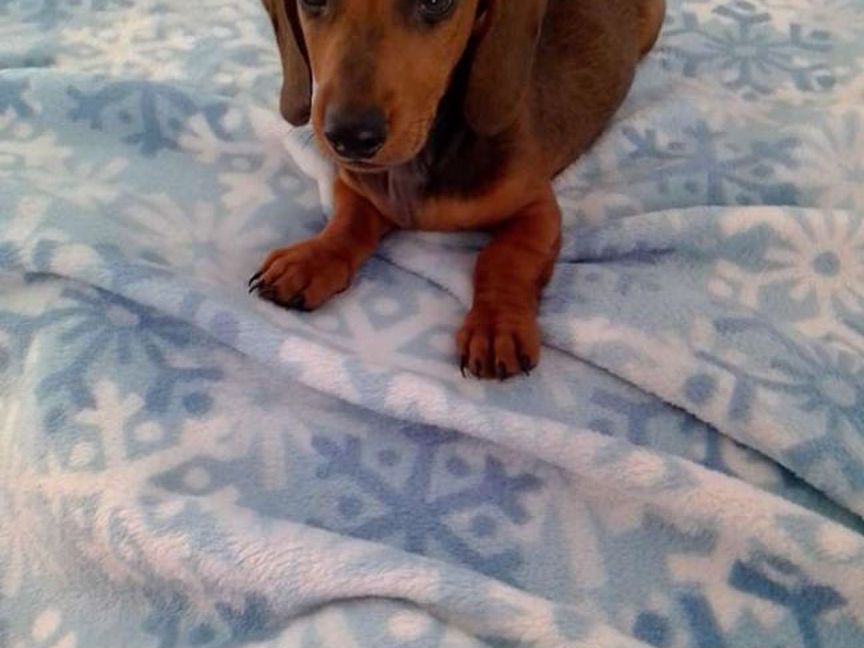 Щенки таксы