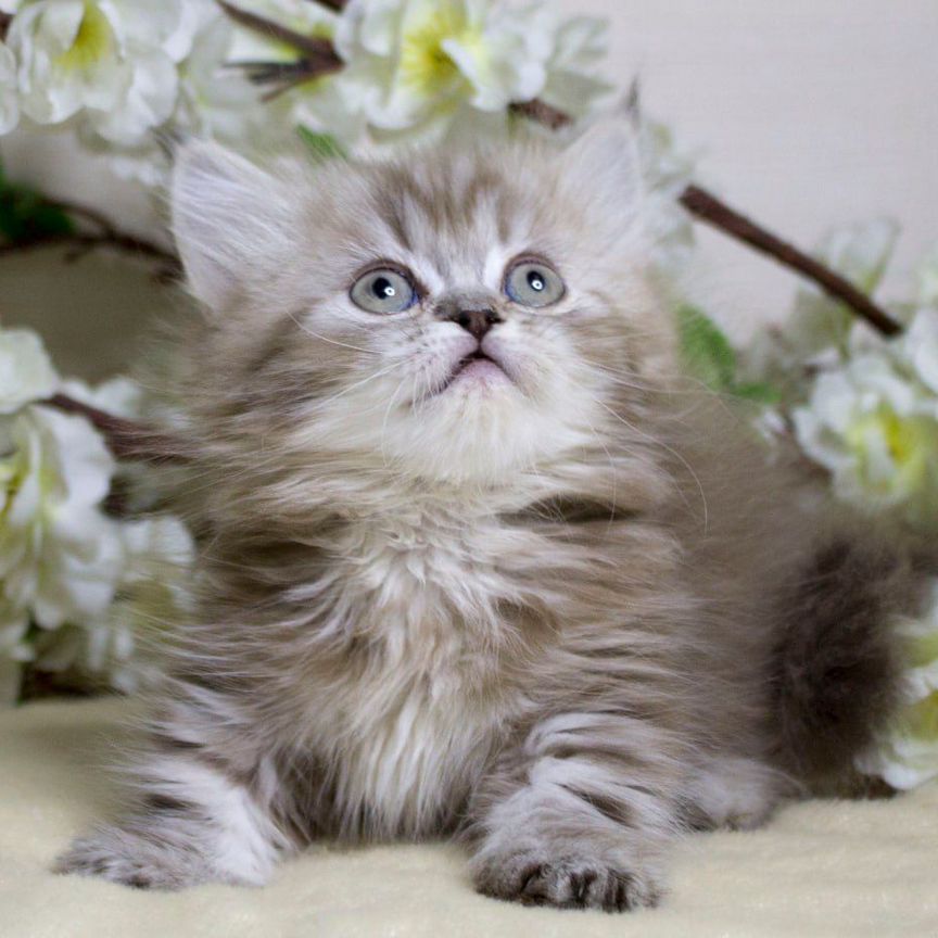 Котята манчкин