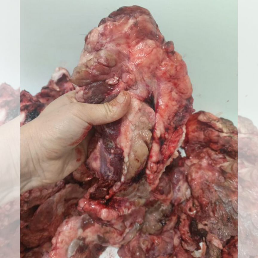 Мясо говядина для собак