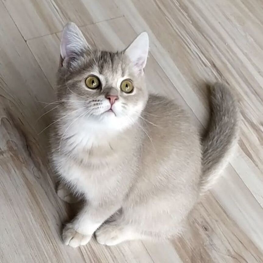 Британская девочка шиншилла голубое золото