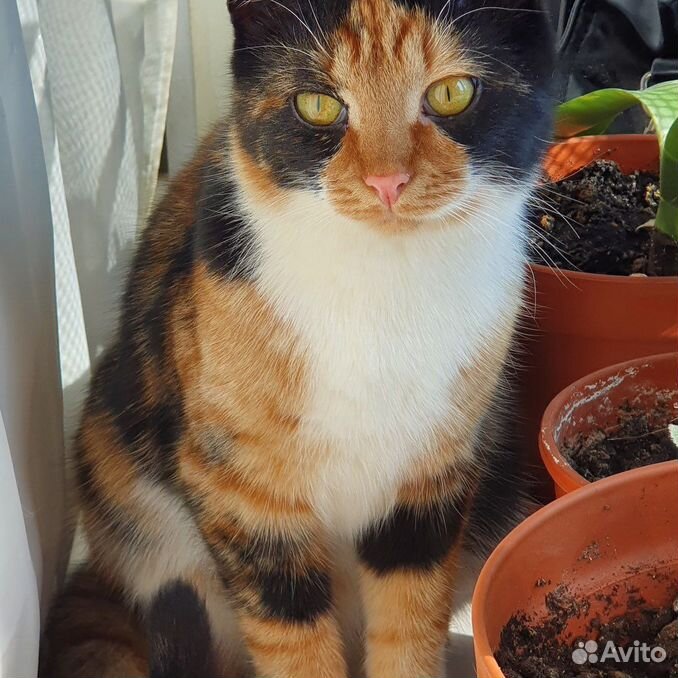 Две красотки в ответственные руки