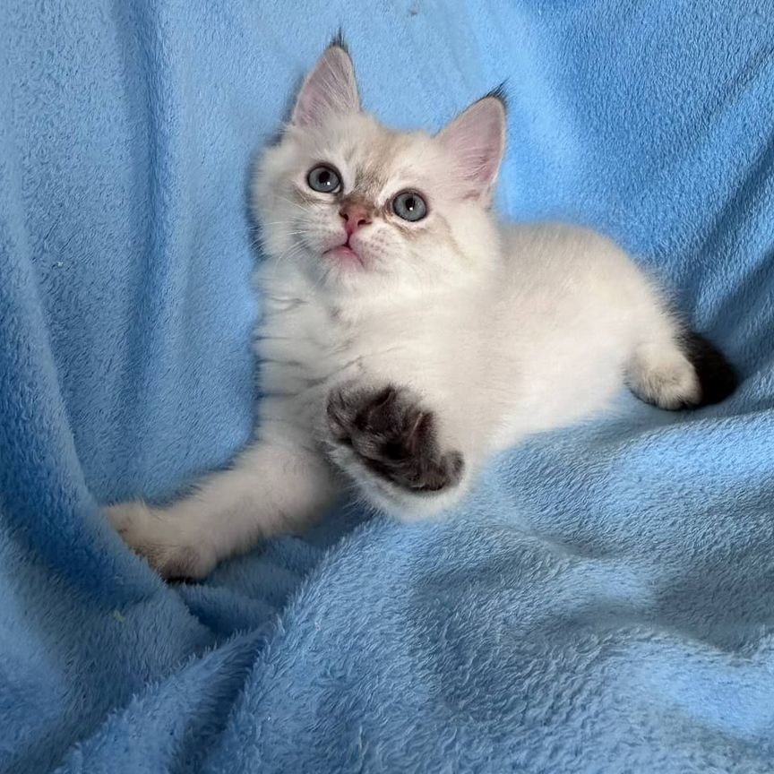 Котенок Маркус