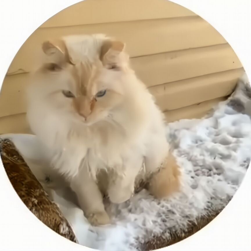 Взрослый кот в добрые руки