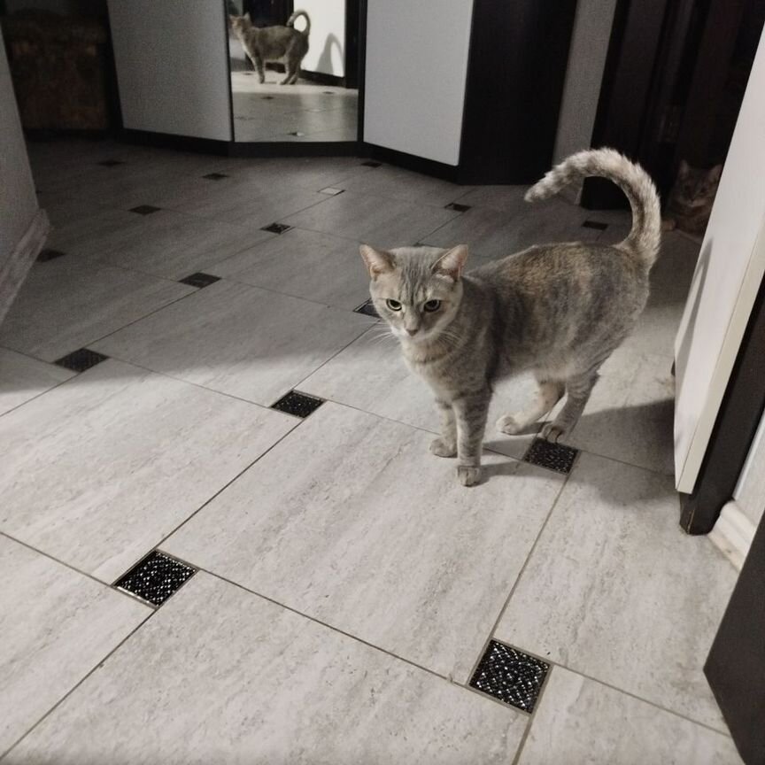 Кошка в добрые руки