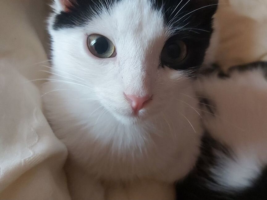 Бездомный котенок мальчик в добрые руки