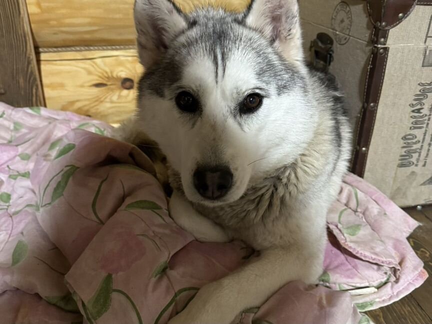 Собака Хаски или Лайка