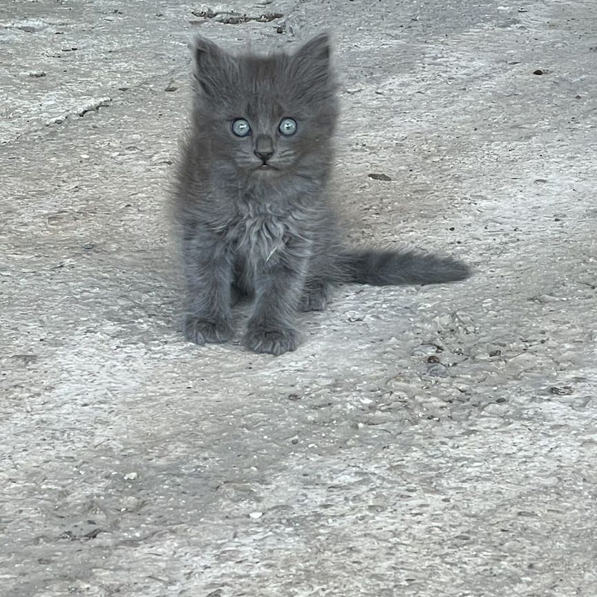 Маленький котёнок