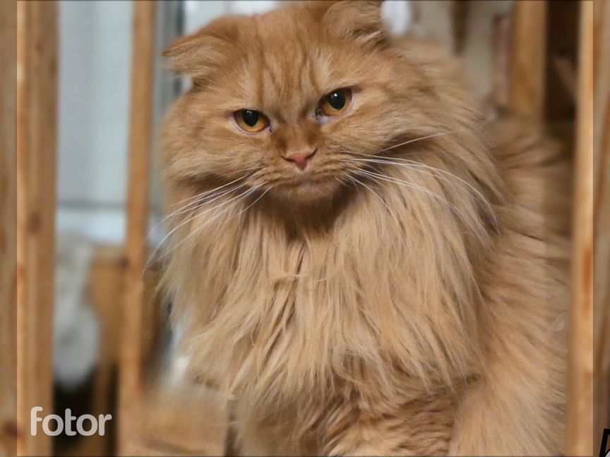 Рыжая вислоухая длинношерстая