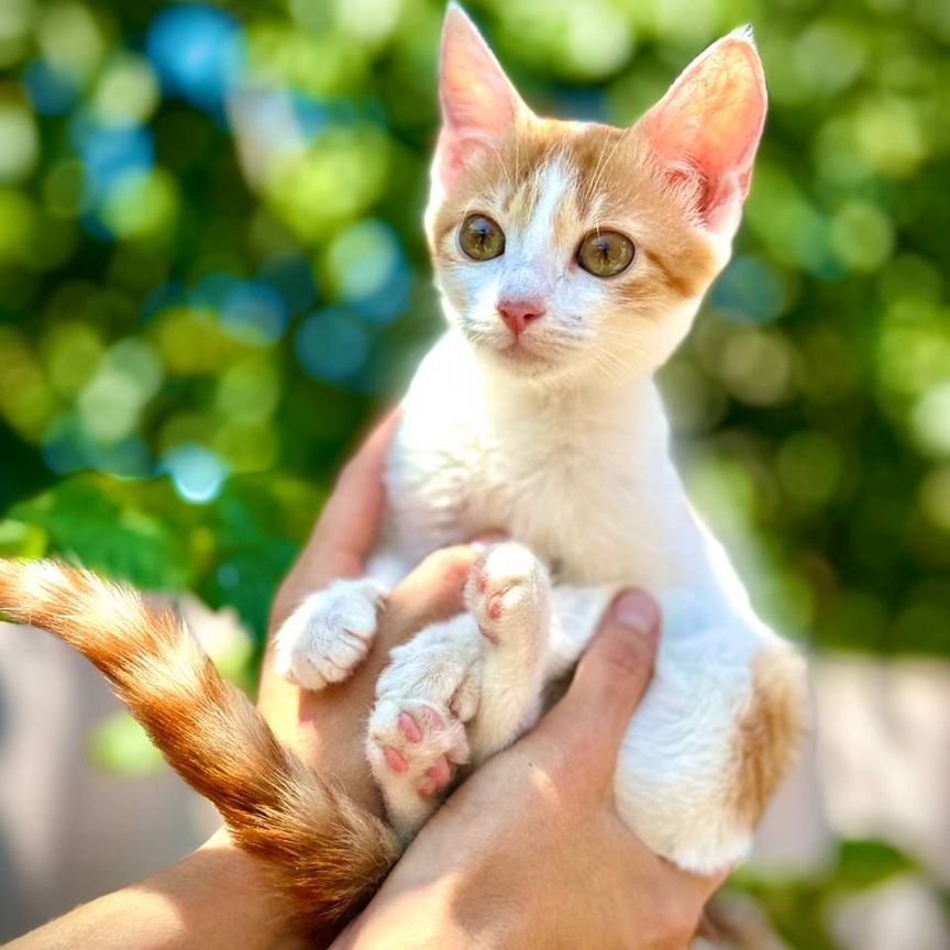 Котята в добрые руки симферополь
