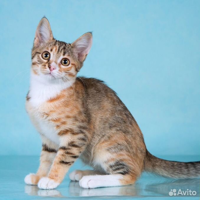 Котёнок девочка Ладушка, трехцветная