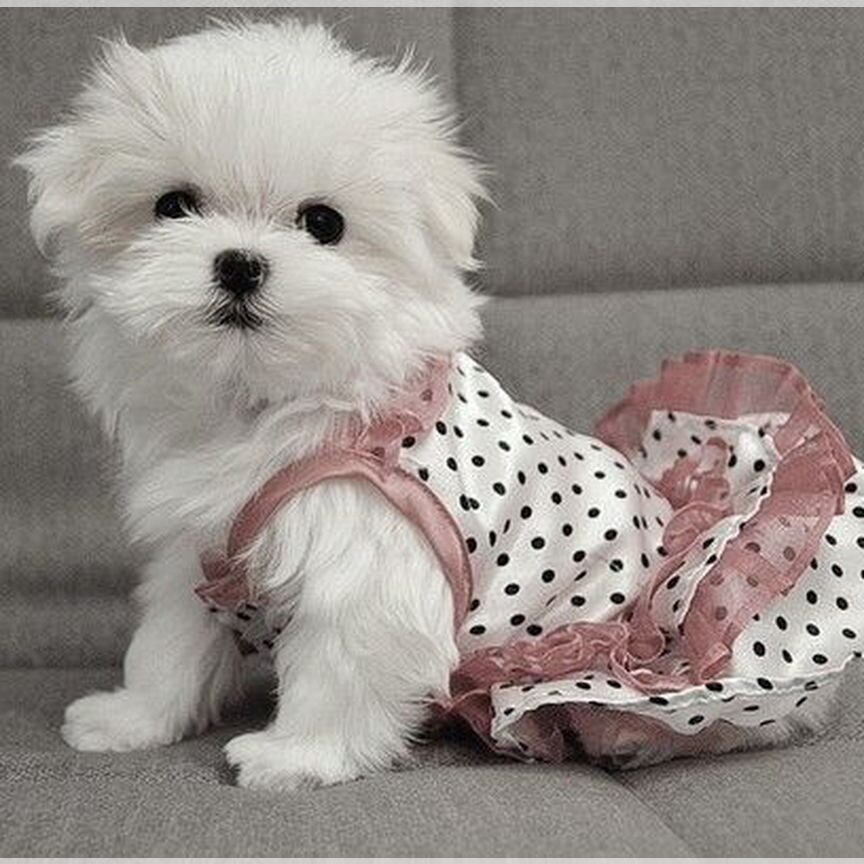 Мальтийская болонка, щенок