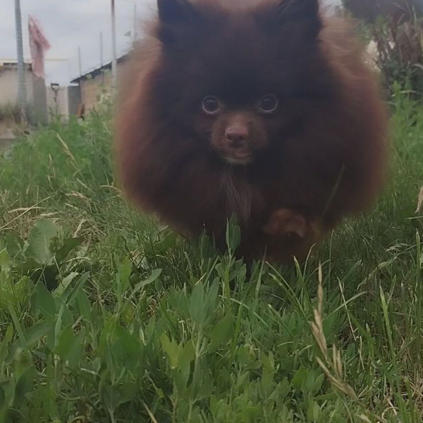 Померанский шпиц мини щенок