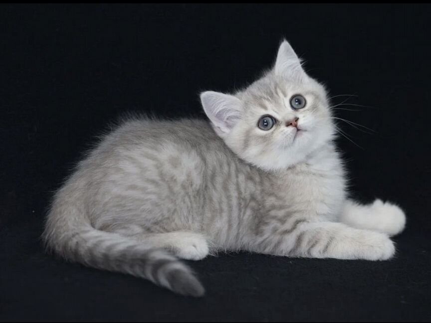 Барос Шотландский прямоухий котёнок