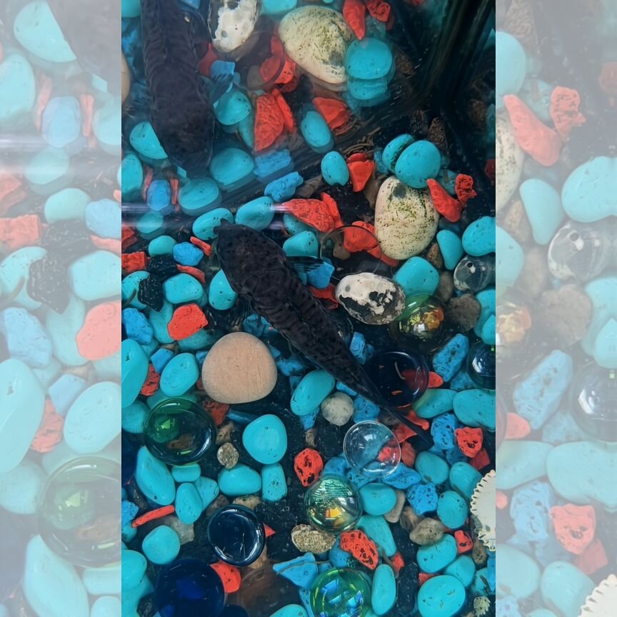 Аквариумные рыбки сомики