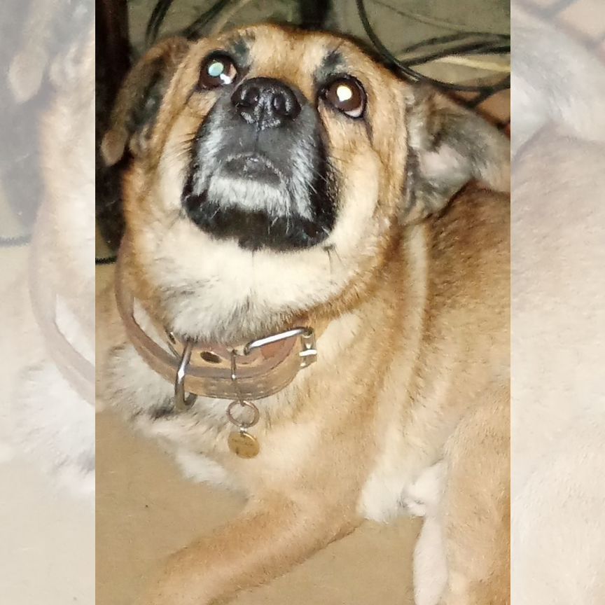 Взрослая собака в добрые руки