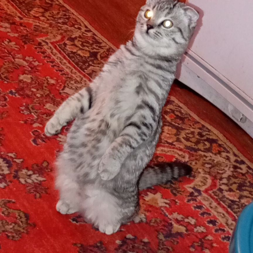 Шотландский девочка ждет жениха