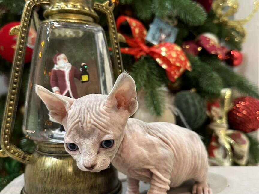 Канадский сфинкс