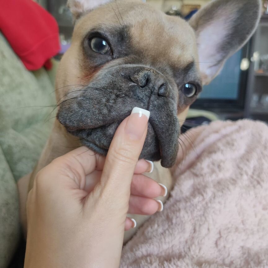 Французский бульдог щенки