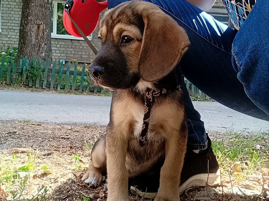 Бигль 2 месяца кобель