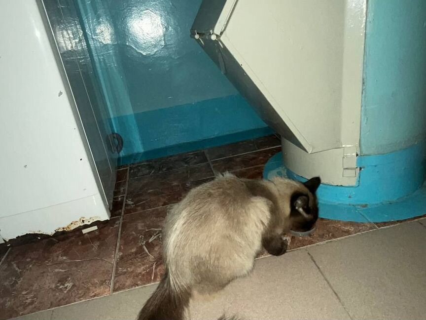 Найдена кошка, отдам в хорошие руки)