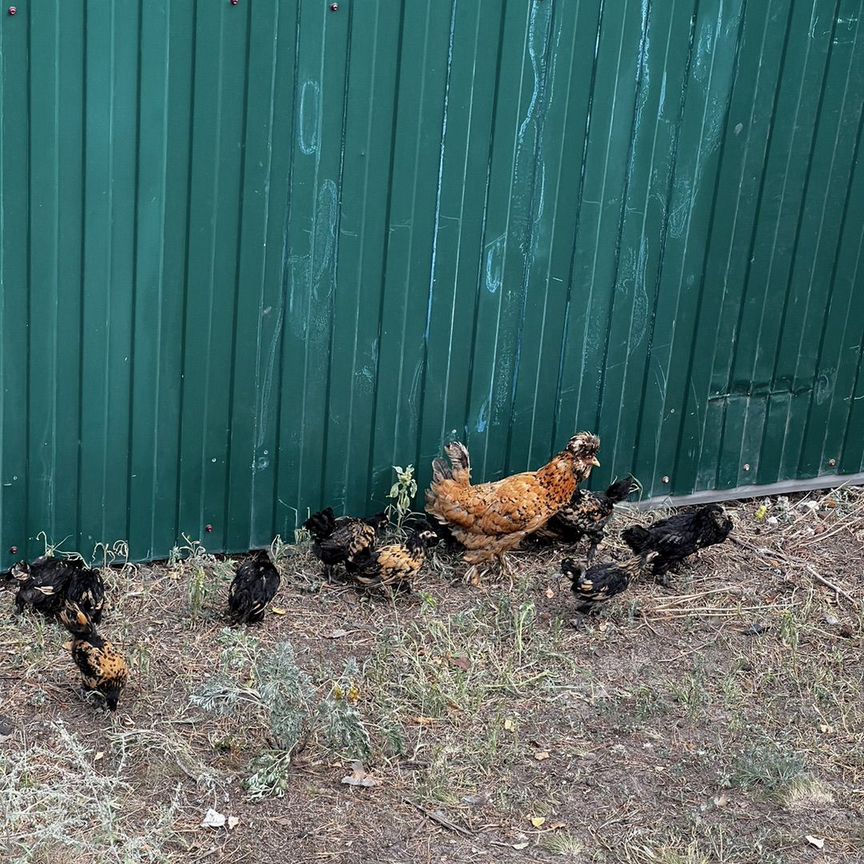 Цыплята павловское золото