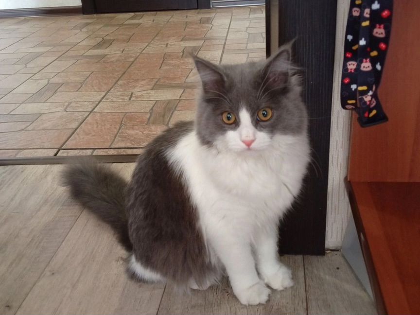 Кот 6 месяцев