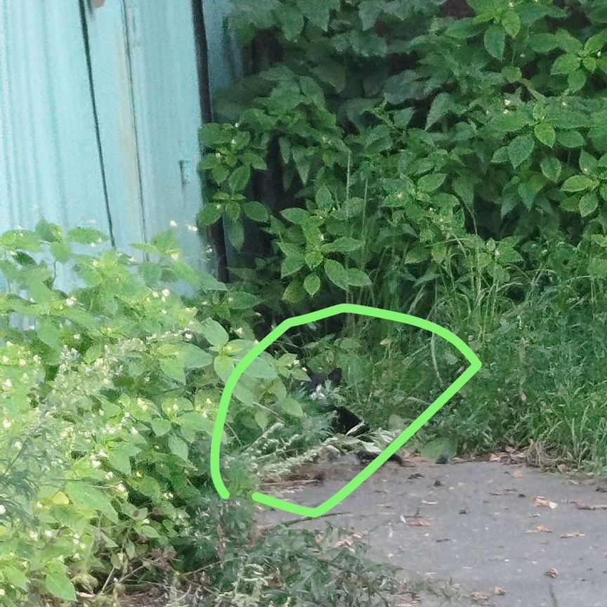 Котята малыши ищут дом гаражи сносят
