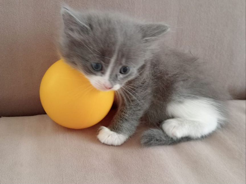 Котята турецкой ангоры помесь