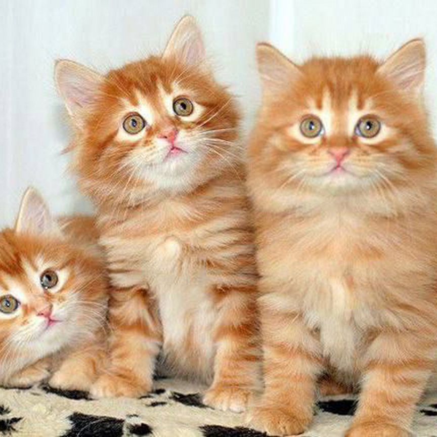 Котята