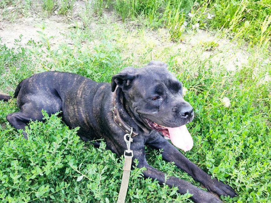 Кане Корсо отдам бесплатно