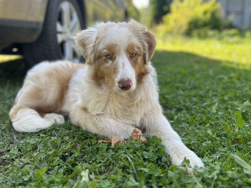 Подросток аусси (австралийская овчарка) мальчик
