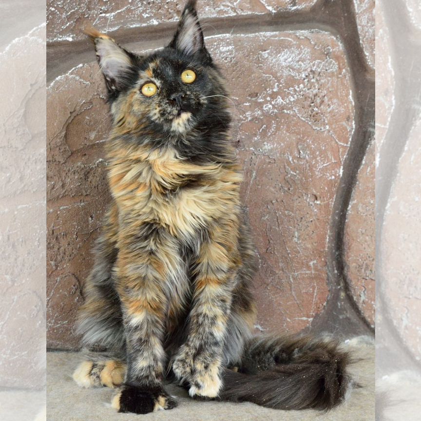 Мейн-кун котёнок