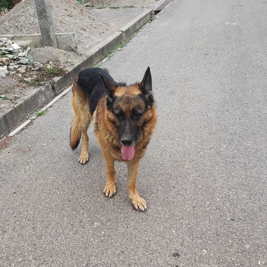 Немецкая овчарка