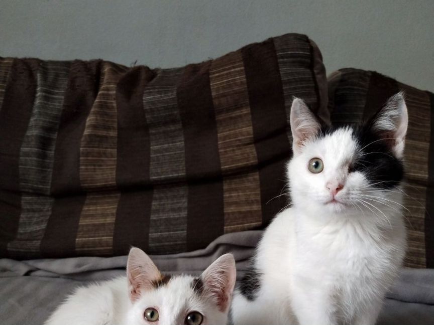 Котята с очень грустной историей ищут дом