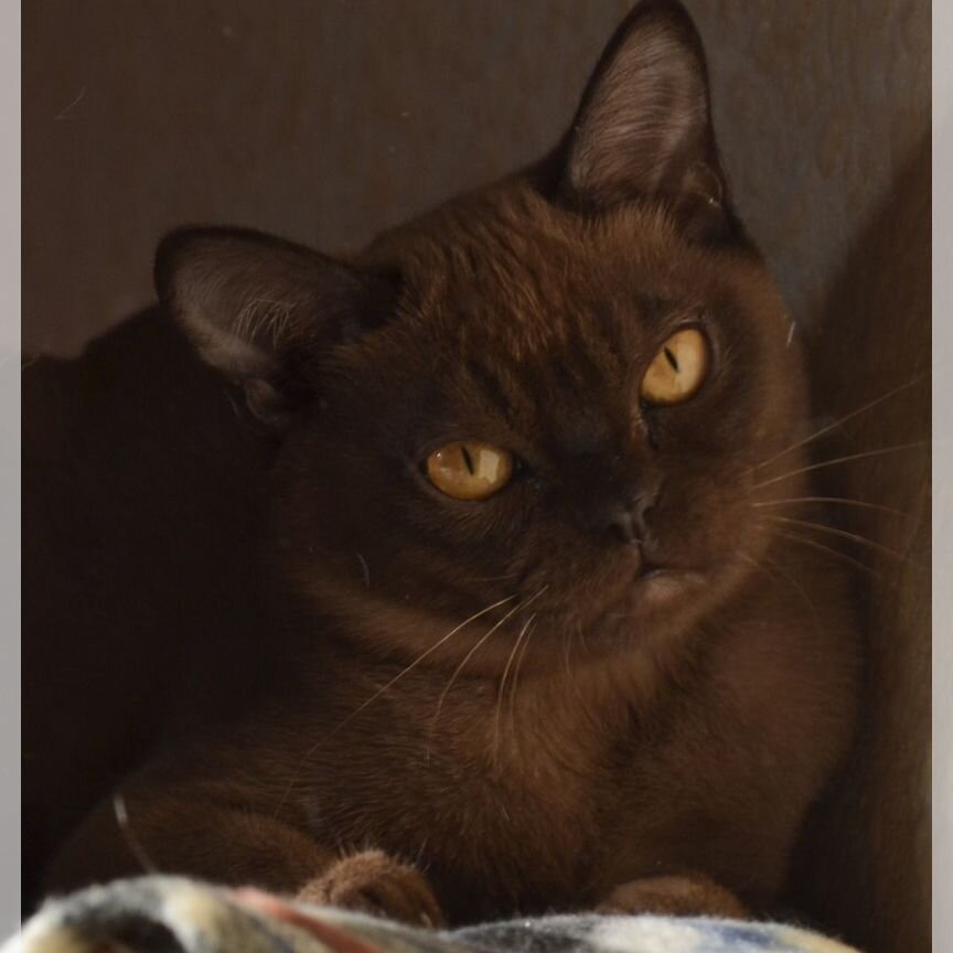 Европейский бурманский котёнок