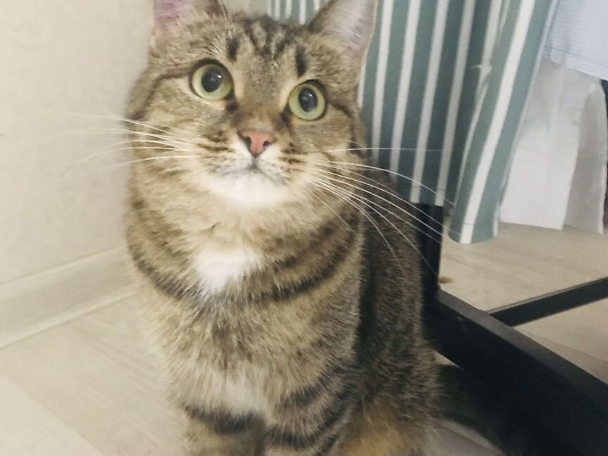 Кошка ласкушка в добрые руки