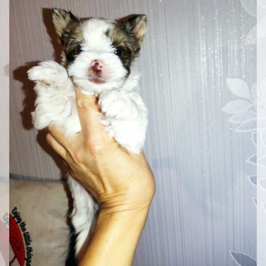 Мини мальчик Шокоберри голубоглазый бивер