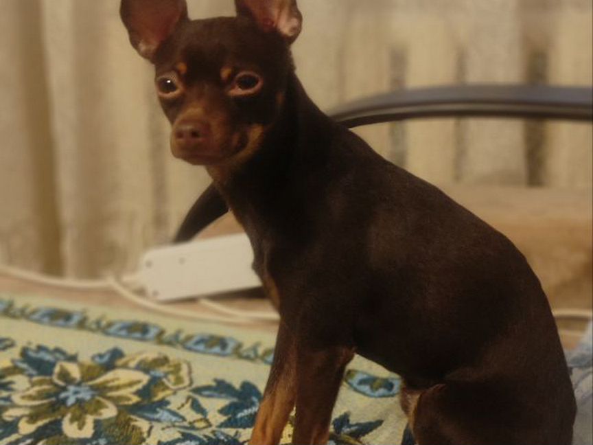 Мини той-терьер вязка