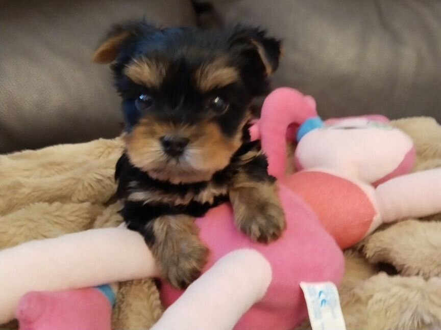 Йоркширский терьер мальчик и девочка