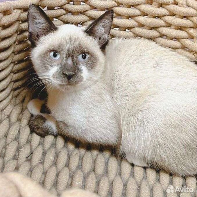 Котенок Рич ищет дом