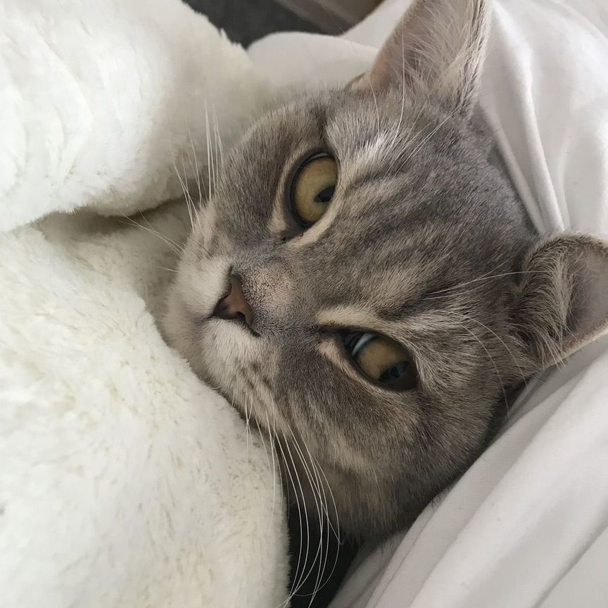 Отдам кошку скоттиш страйт (шотландка)