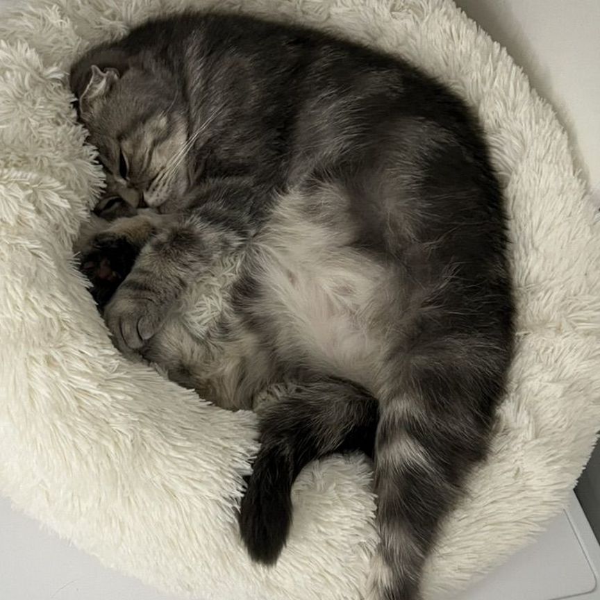 Шотландская вислоухая короткошёрстная, взрослая кошка