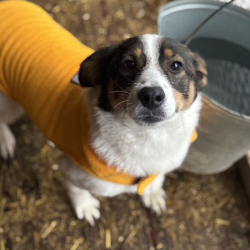 Взрослый пёс в добрые руки