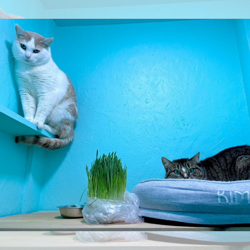 Европейская короткошёрстная, взрослая кошка