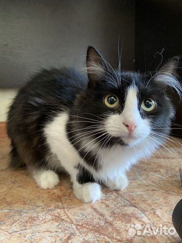 Кошка Сливка, девочка стерил 10 мес