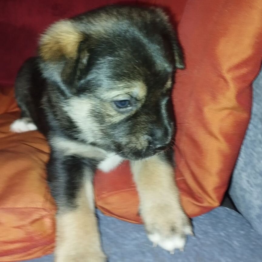 Американская акита, щенок