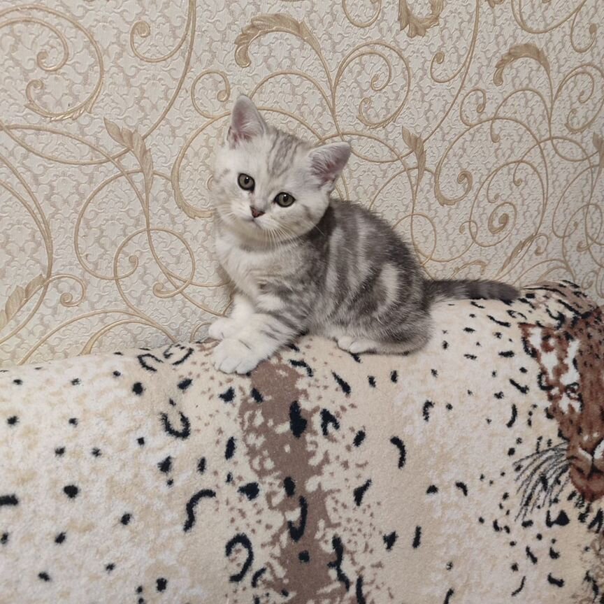 Кошка