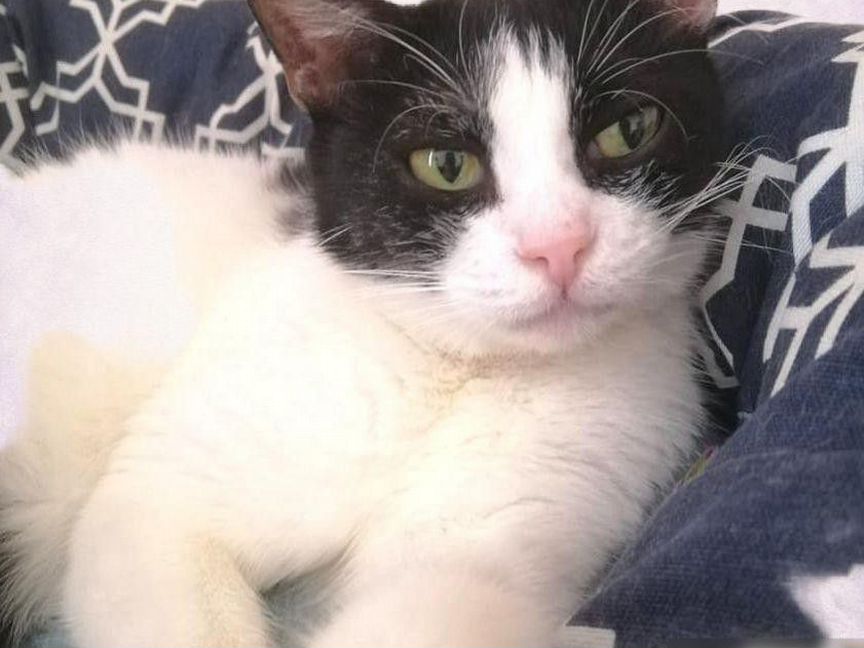 Аккуратная кошечка ждет свою семью