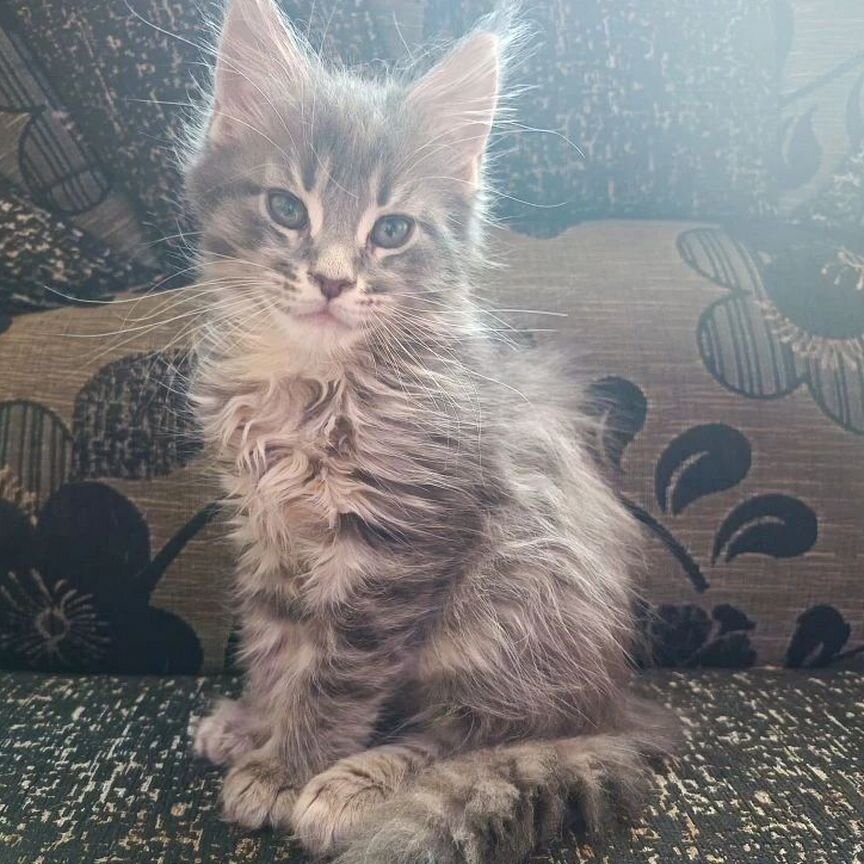 Мейн-кун котёнок