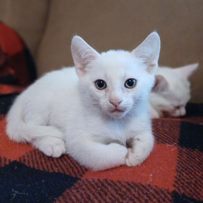 Канадский сфинкс котёнок